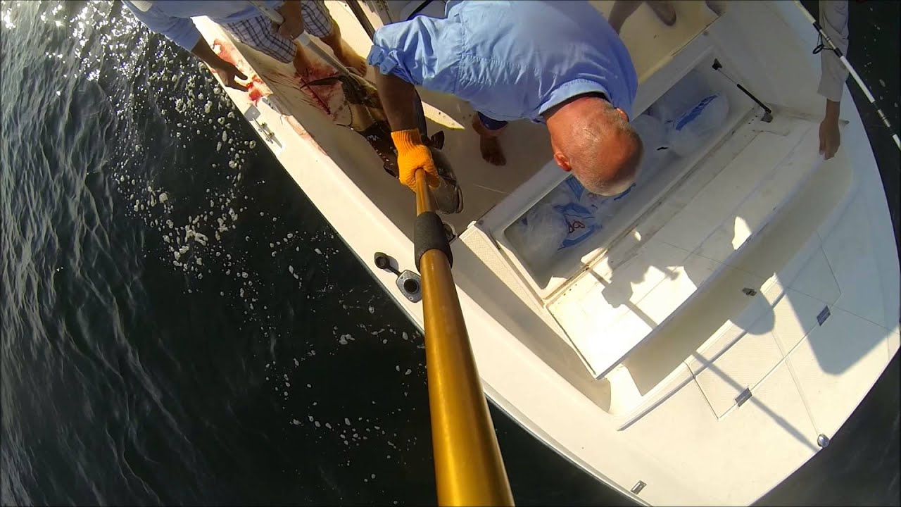 HUGE Cobia caught in Charleston, SC - YouTube