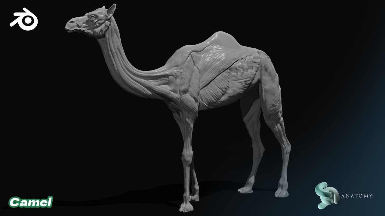 Camel Anatomy Sculpting In Blender (Base #1) - YouTube