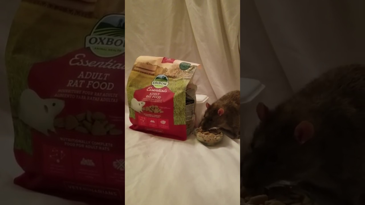 Street Rat, Rodent Actor. - YouTube