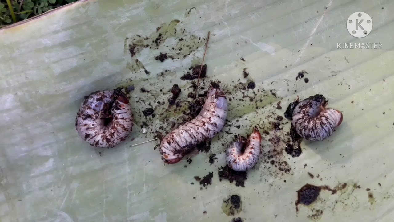 Buk-an (Coconut worm) Challenge||Gay Tapang - YouTube