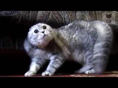Heavy Metal Cat Band - YouTube