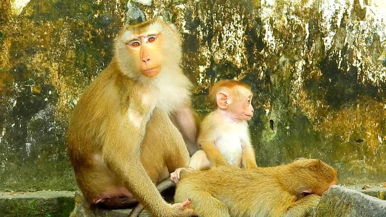 after wake up, baby monkey Leo is looking like so hungry - YouTube