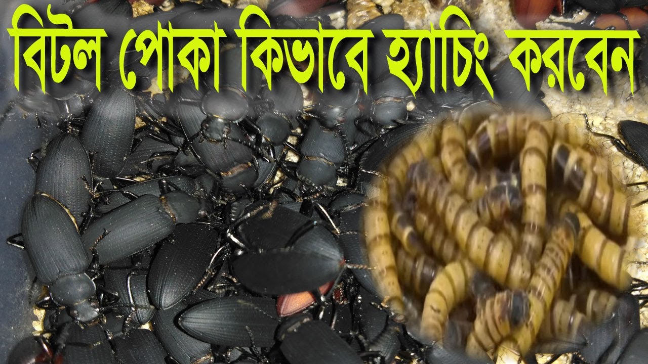 বিটল পোকা কিভাবে হ্যাচিং করবেন।। bitol poka/সমন্বিত কৃষি - YouTube