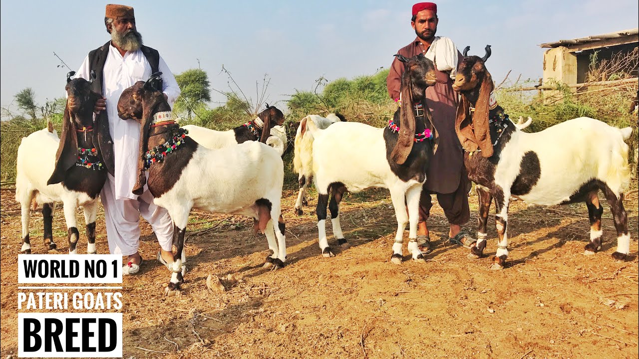 Pure Pateri goats breed of Allah Ditto Chandio | Pateri Goats ...