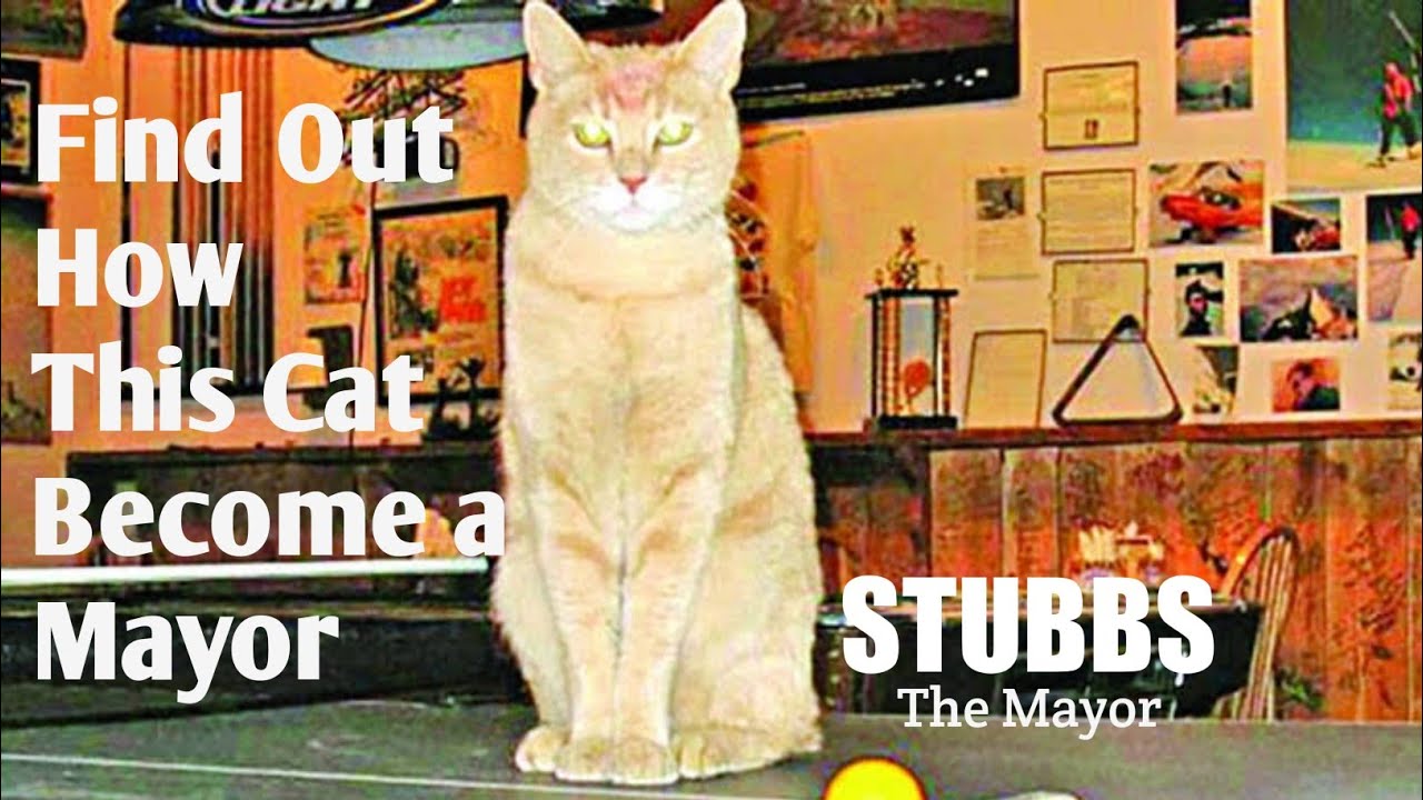 Cat who become a Mayor? Stubbs Story - YouTube