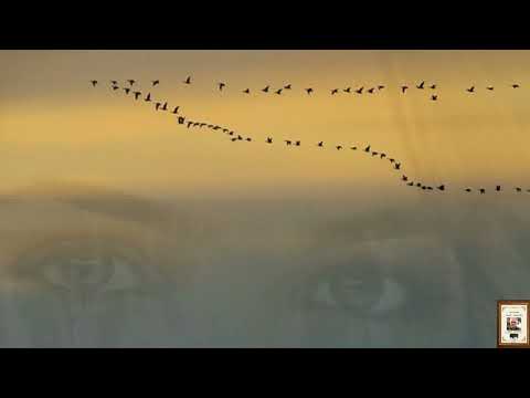 HİKMƏT MUĞALOĞLU BİR ÖMRÜN NƏĞMƏSİ     Klip   H  Muğaloğlunundur