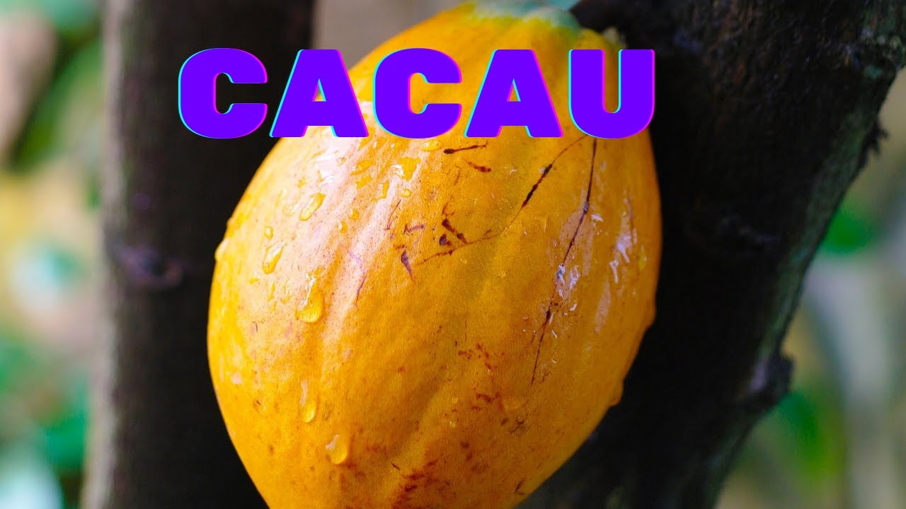 Como saber se o cacau está pronto para colher? e como identifica a cor ...