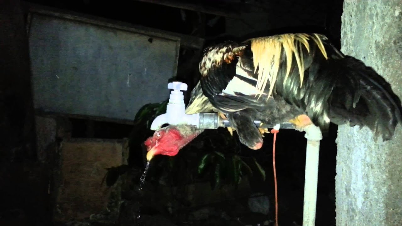 How do rooster drink water??? - YouTube