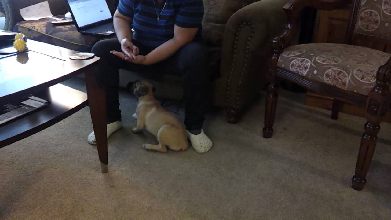 Puppy Pug learns ASL (American Sign Language) - YouTube