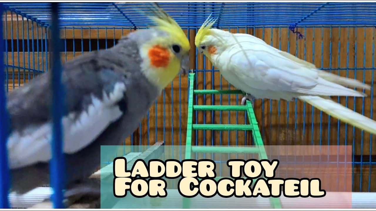 How to Keep Your Cockatiel Happy | Best Toys for Playful Singing Pet ...