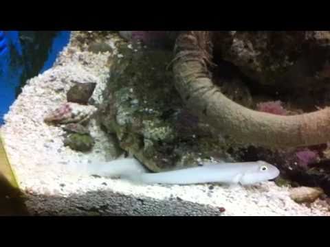 A PAIR OF CHALK GOBY (20 JAN 2011) /27 - YouTube