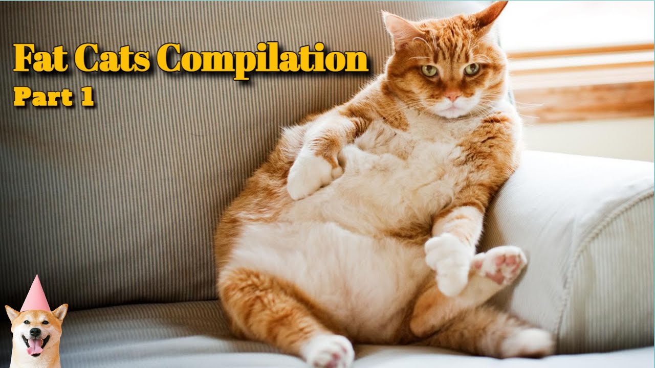 Funniest and Cutest Fat Cat Doing Funny Things - Fat Cats Compilation ...