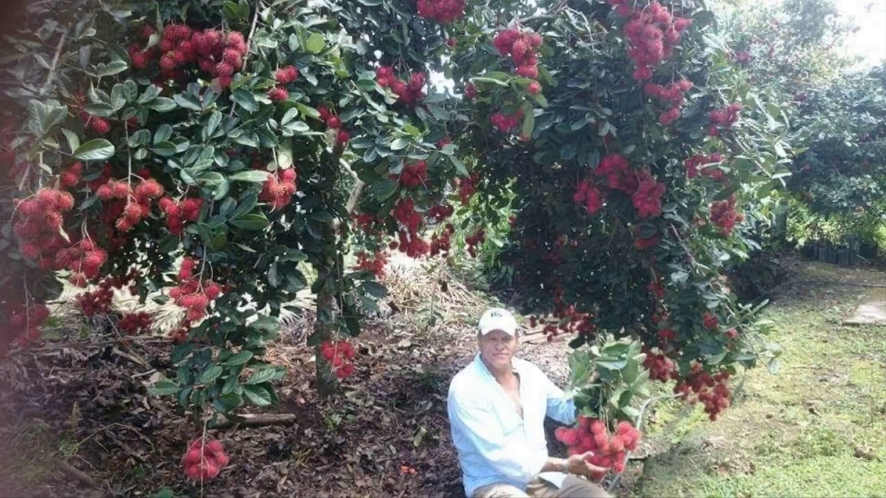 VIVERO DE FRUTALES EXÓTICOS . 962 107 87 31 - YouTube