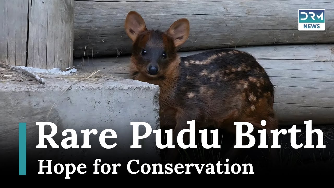 Rare Pudu Birth Sparks Conservation Hopes in Argentina | News Today ...