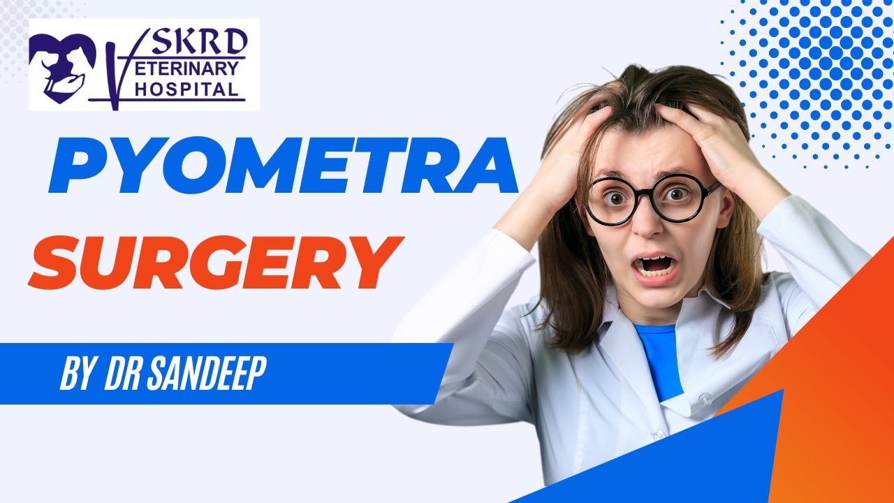 #27 Life-Saving Procedure: Dog Pyometra Surgery Unveiled - YouTube