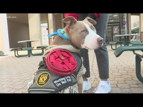 George Washington University student, service dog kicked out of class, teacher under fire