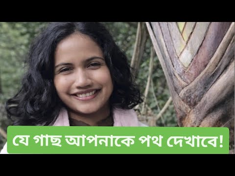 যে গাছ আপনাকে পথ দেখাবে! - YouTube
