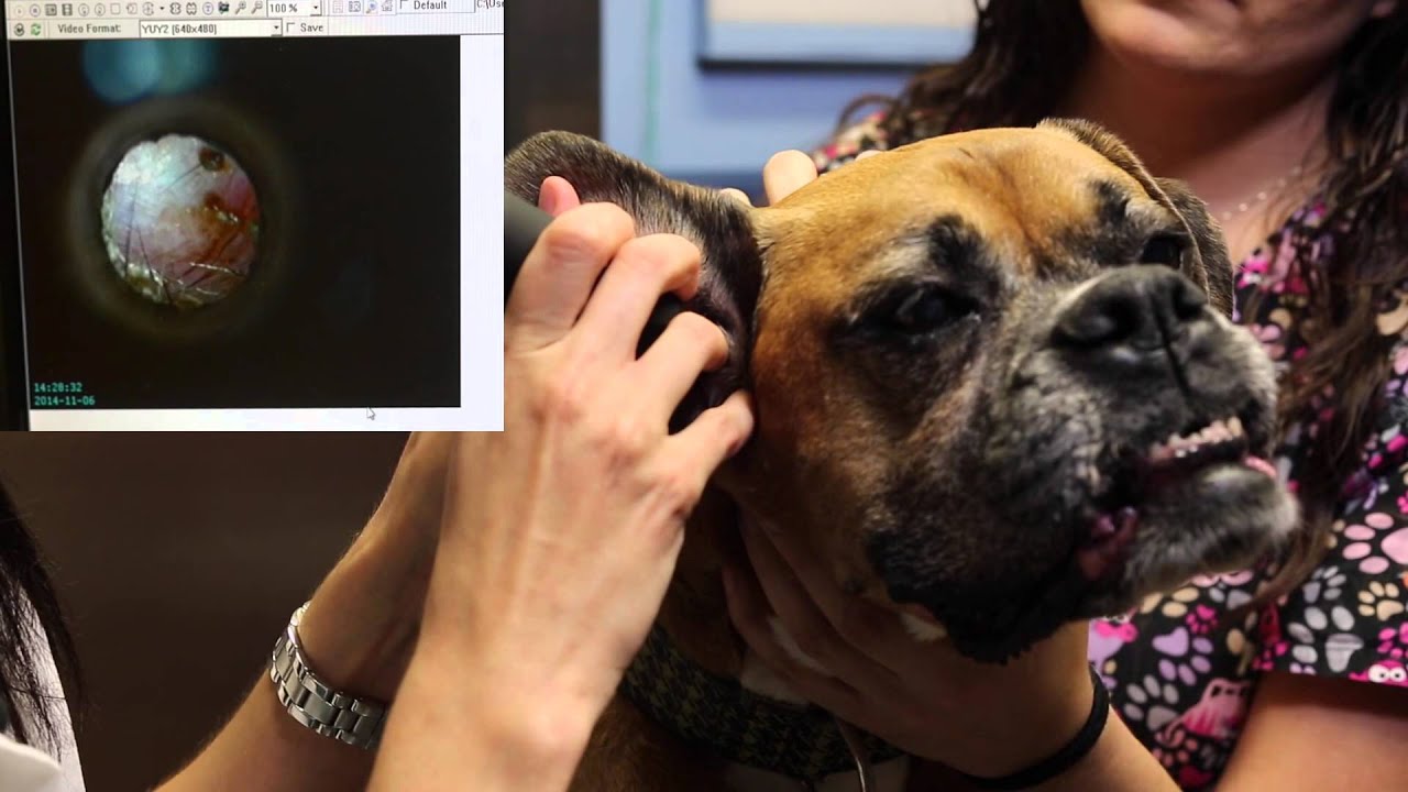 DE551 Veterinary Video Otoscope - YouTube
