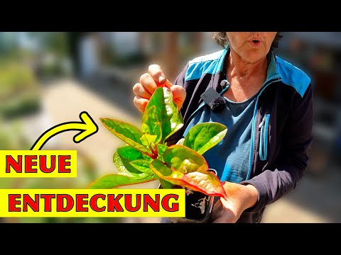 Weg vom Standard: SO geht Selbstversorgung | Gärtnerei mit Hofladen | Rigottis altes Zuhause 😲