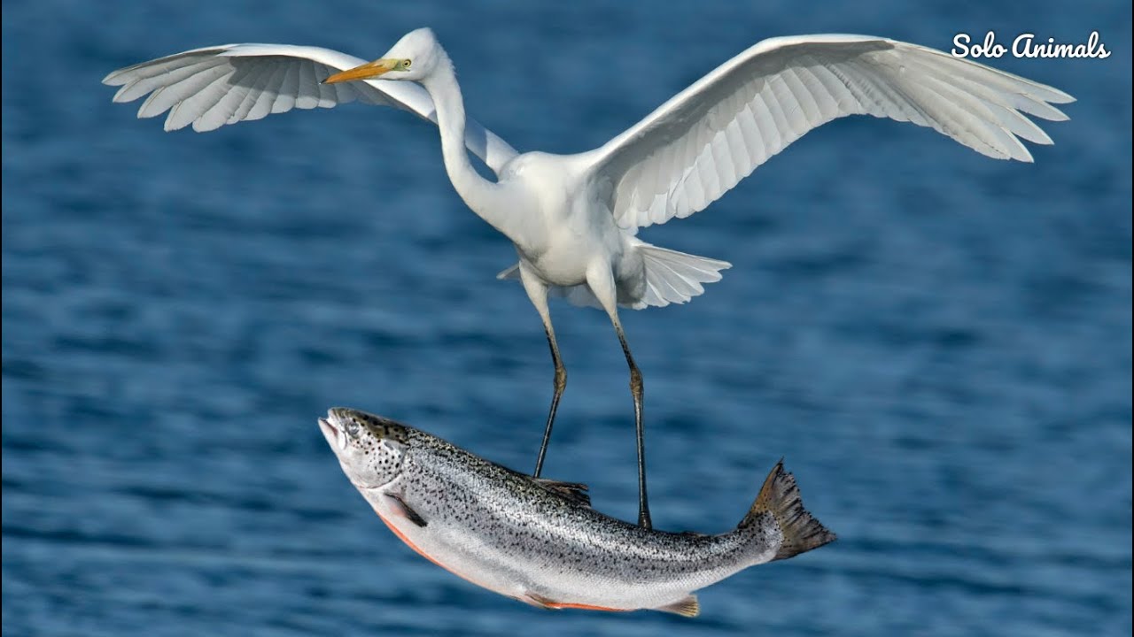 Great Egret: Great White Egret Hunting | Great Egret Catching Fish ...