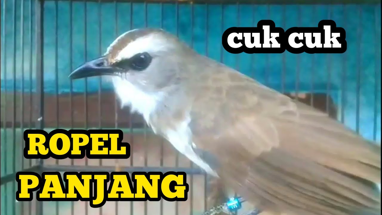Trucuk Gacor cuk cuk Ropel panjang ini jadikan burung trucuk nyaut ...