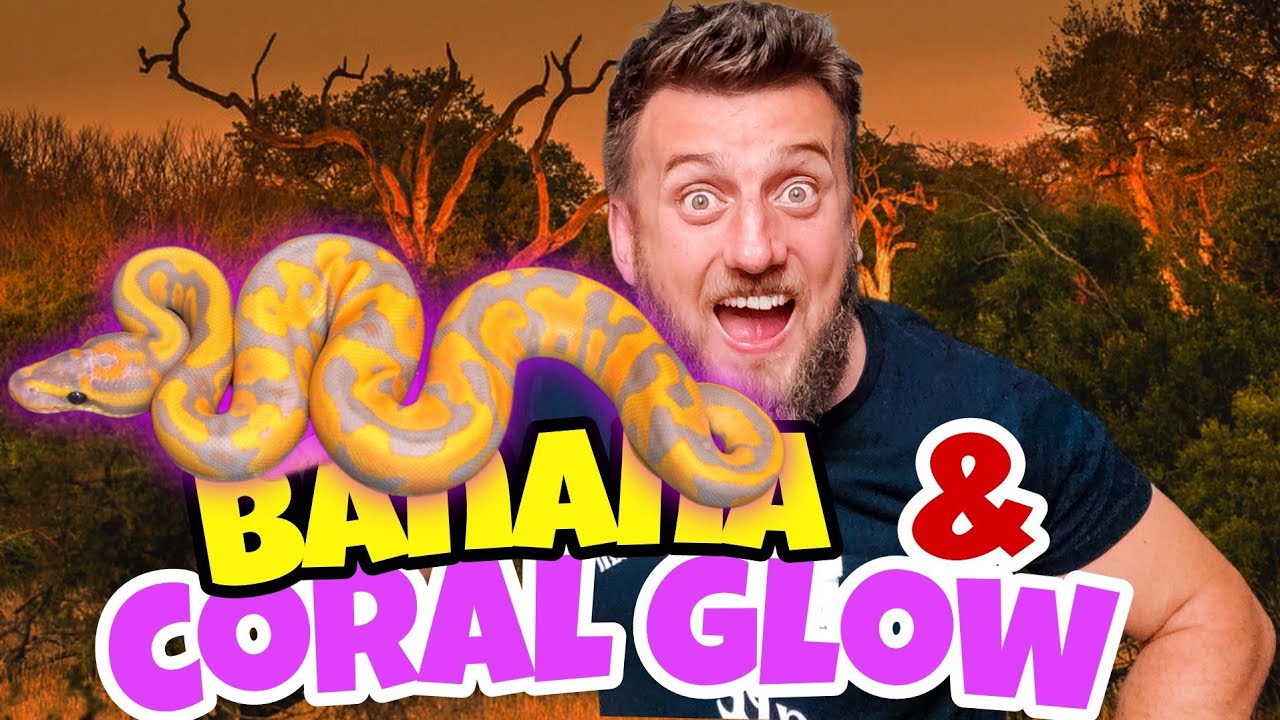 NAJBARDZIEJ KOLOROWY PYTON KRÓLEWSKI‼️ - YouTube