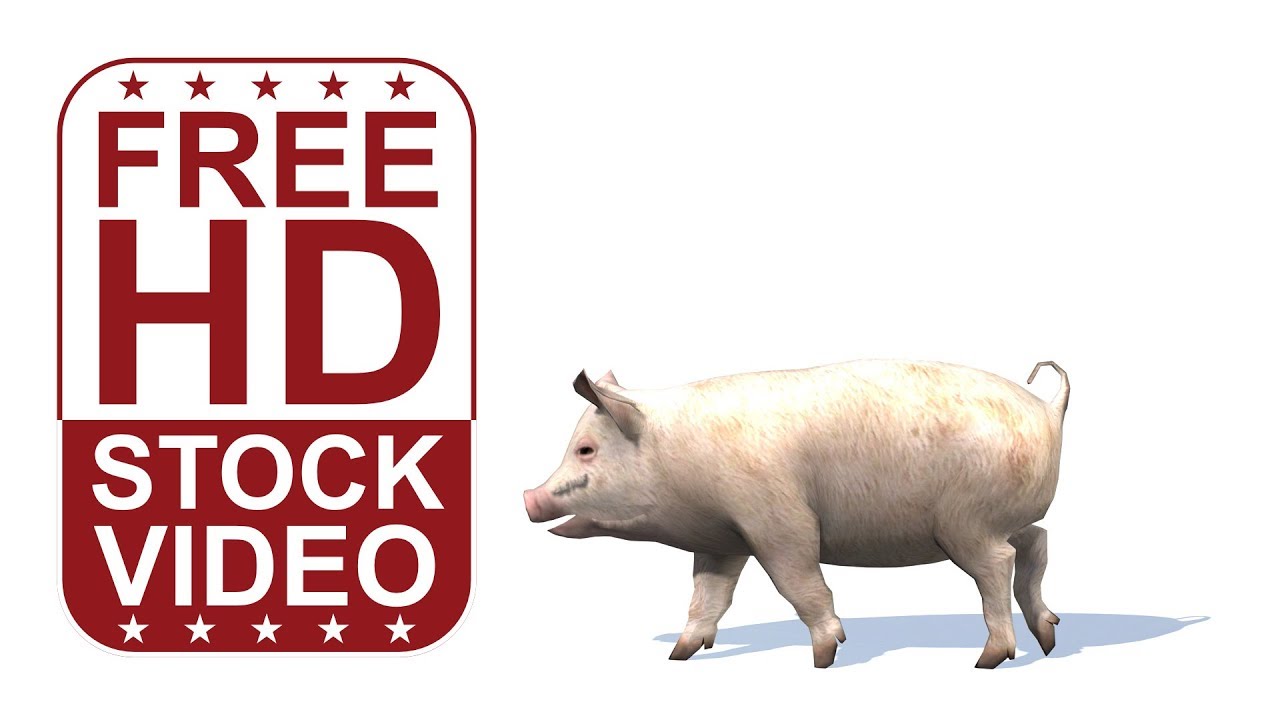 Free Stock Videos – animal animations pig walking on white bg with ...