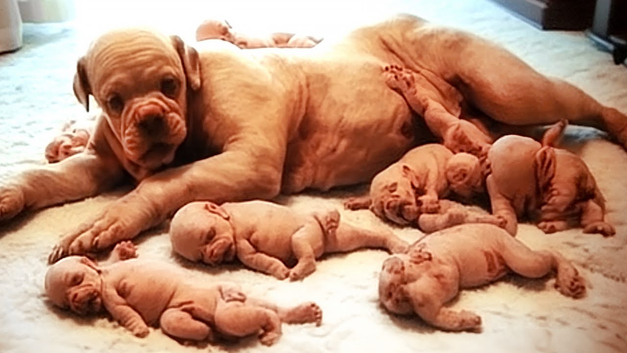 Dog Gives Birth But Then The Doctor Discovers They Are NOT Puppies ...