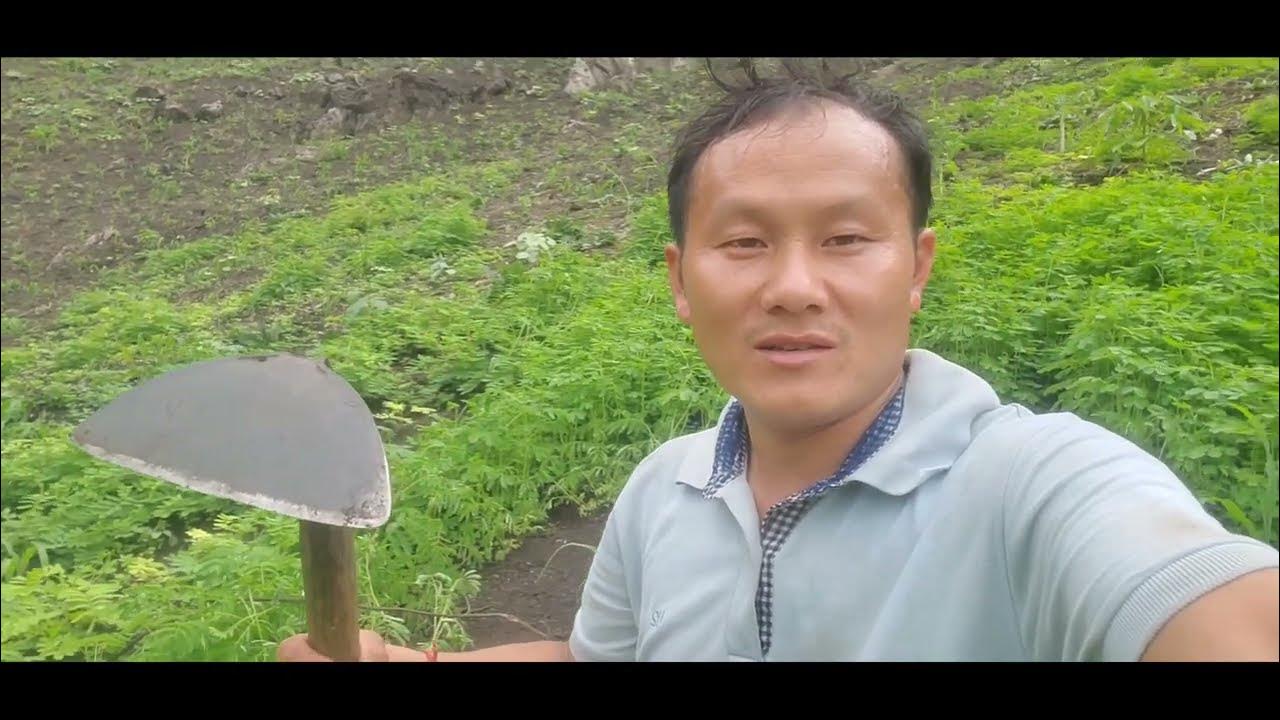 Hnub mus saib teb pob kws nroj fab kawg 22/5/ 2023 - YouTube