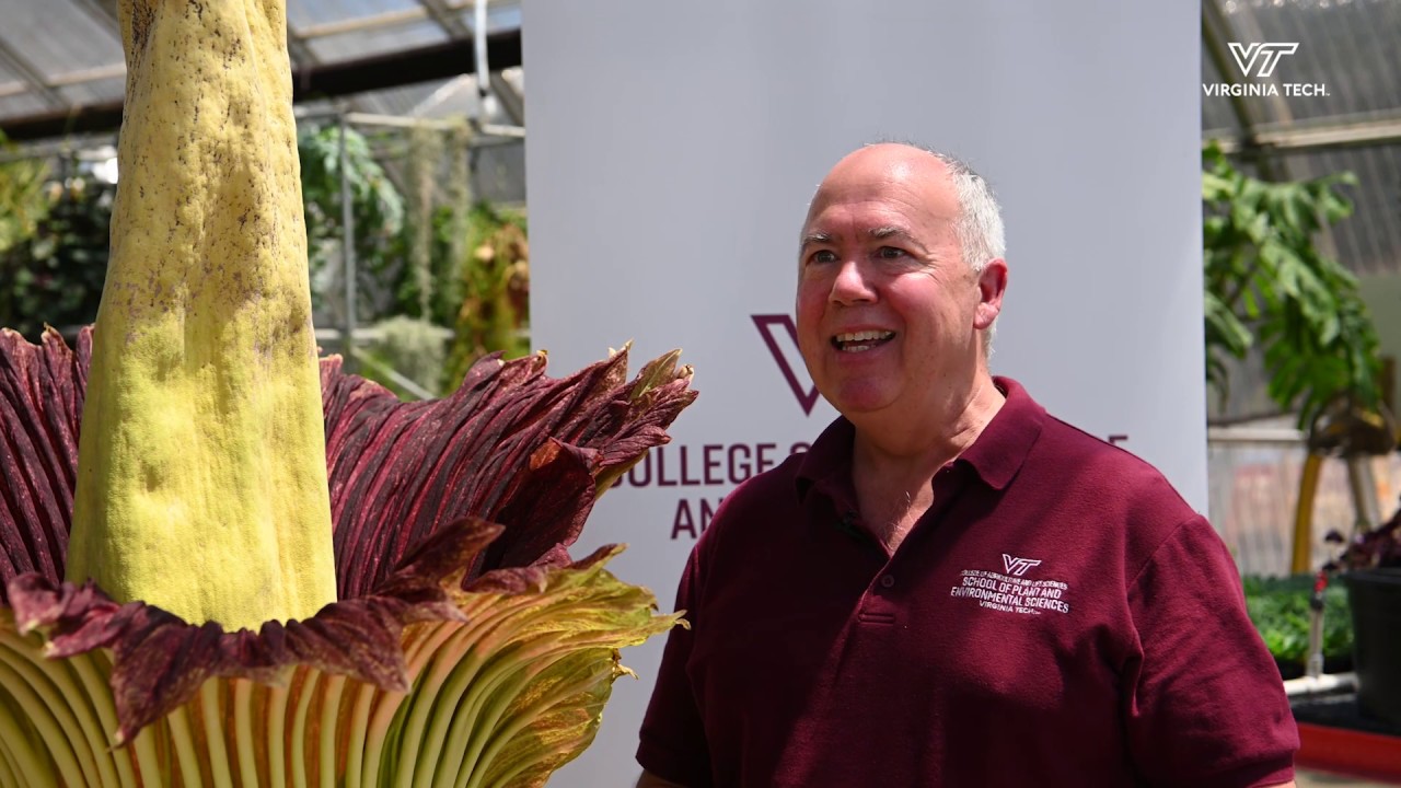 Stinky Phil returns to Virginia Tech greenhouse - YouTube