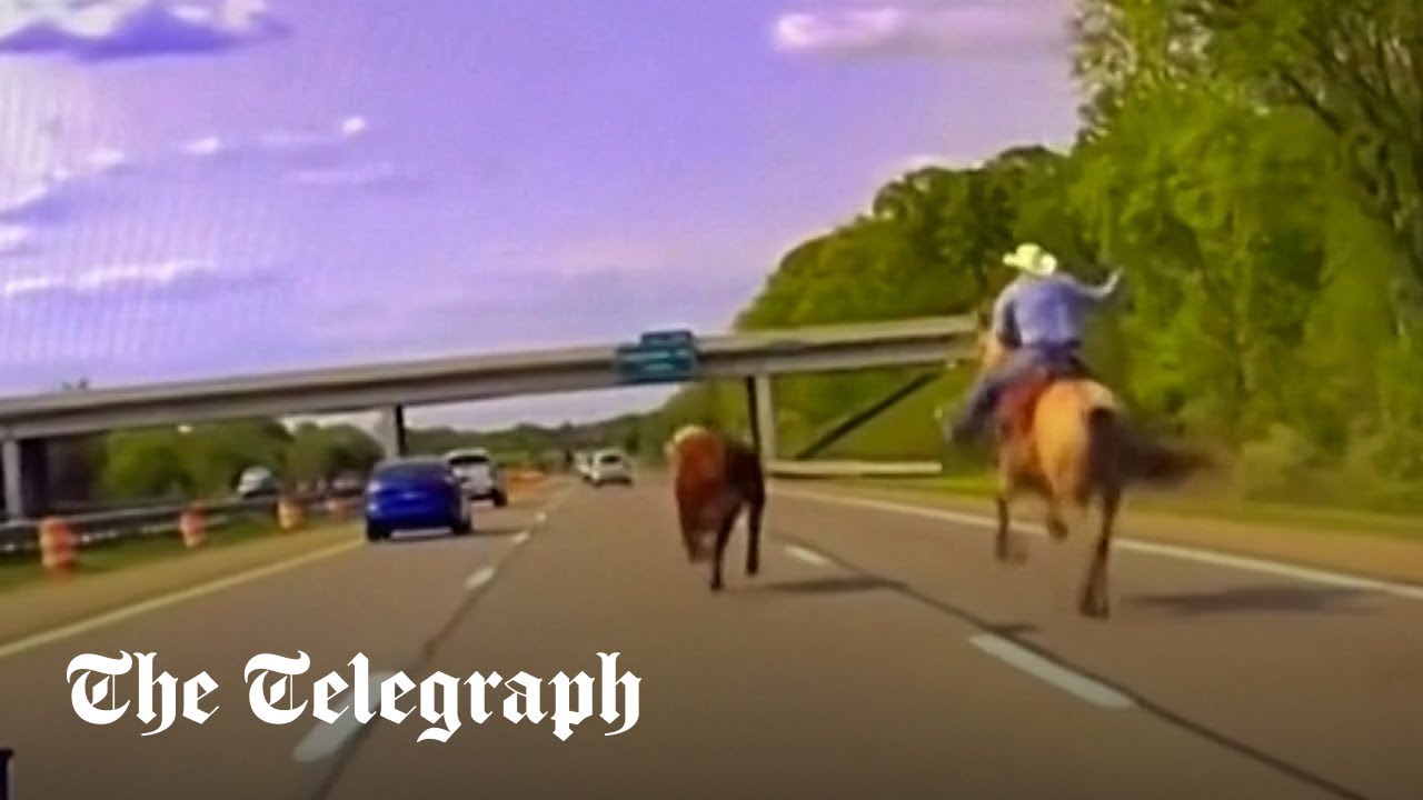 Cowboy chases runaway cow down Michigan highway - YouTube