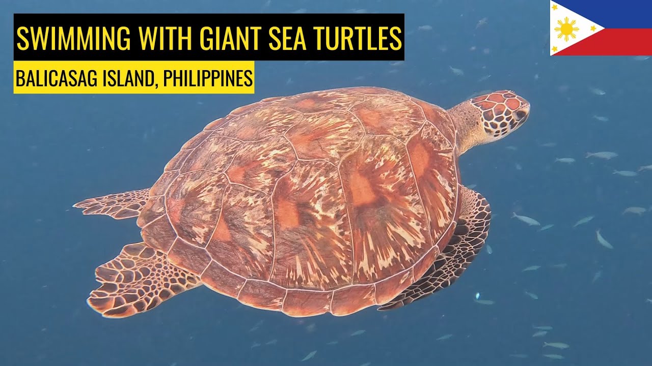 SWIMMING WITH A GIANT SEA TURTLE IN BALICASAG ISLAND, BOHOL PHILIPPINES ...