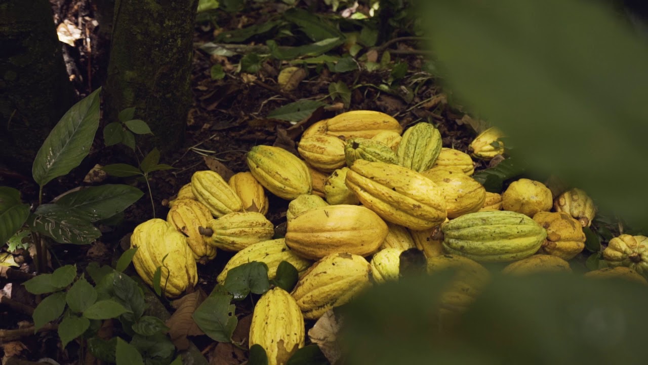 Cardenas Chocolate 1 - YouTube