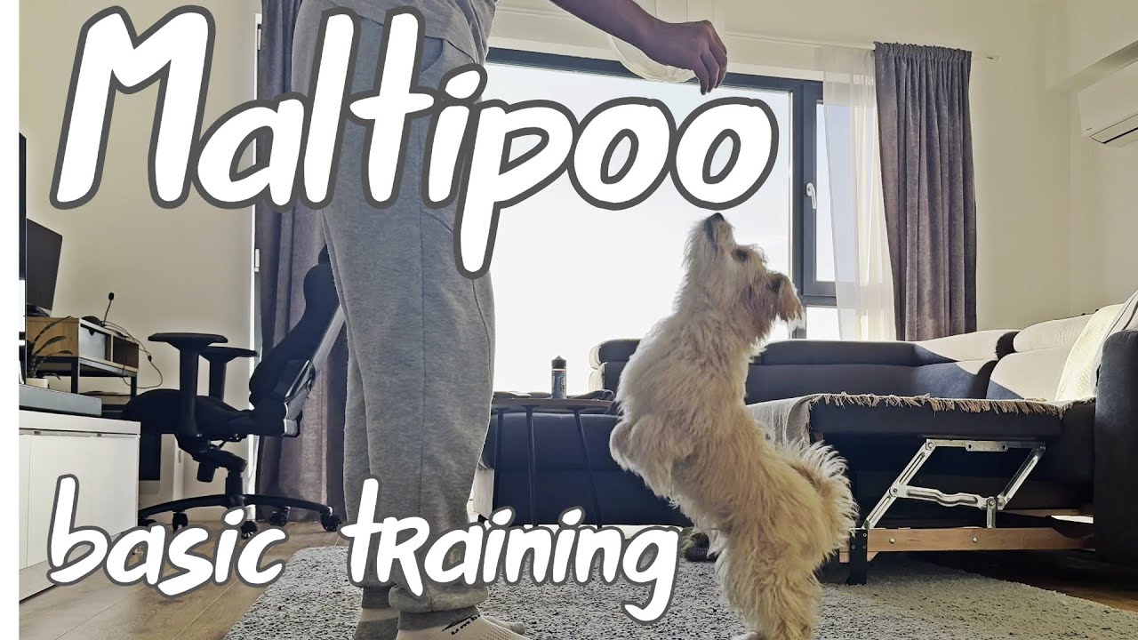 Maltipoo Puppy | Basic Training 🐾 🐶 - YouTube