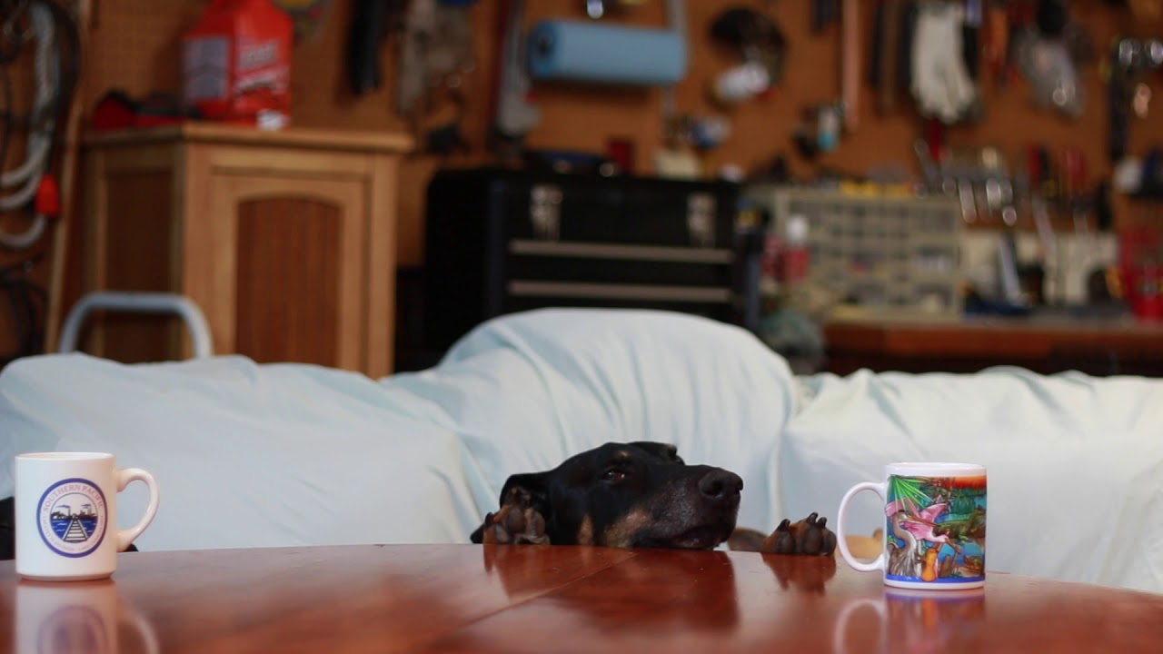 Dog Interviews - YouTube