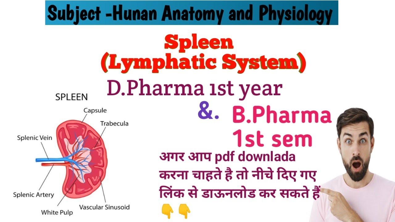 spleen | Part of spleen |Function of spleen | (lymphatic system part ...