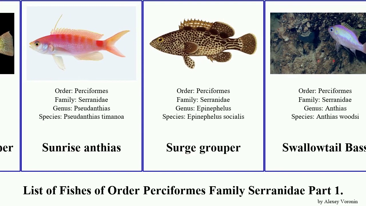 Order Perciformes