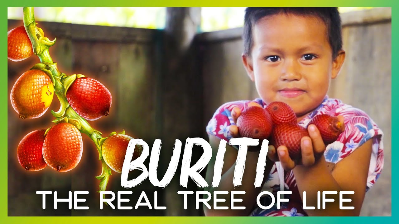 🌴 BURITI: The TREE of LIFE 🐒 | AMARUMAYU Community - YouTube