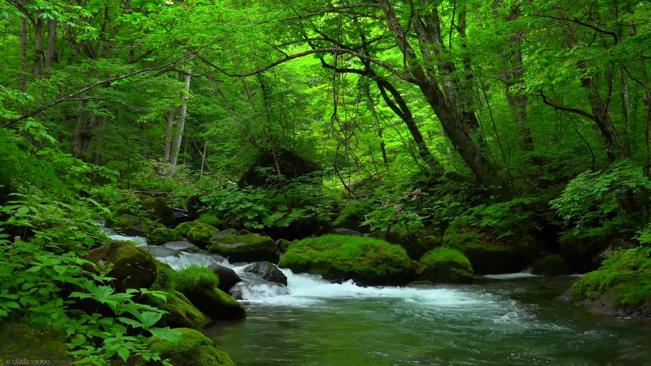 Música Relaxante e Natureza - Acalmar e Dormir - YouTube