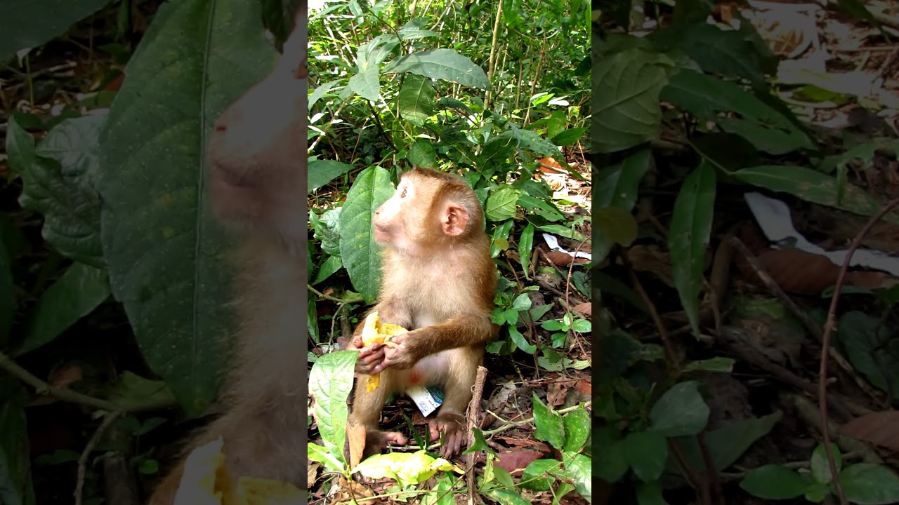 Monkey wait me #short #dailymonkeyteam - YouTube