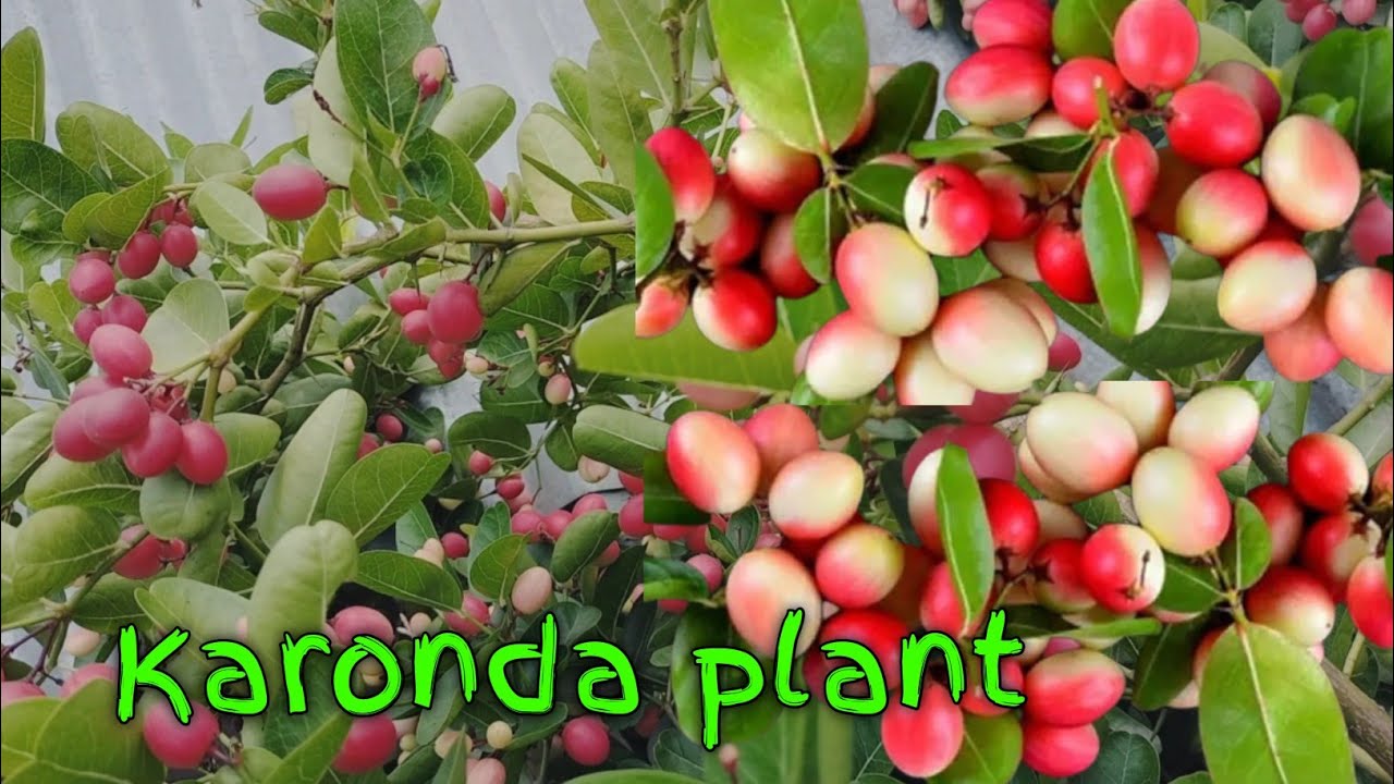 Karonda plant, गार्डन पर लगाइए कुरुंदा का पौधा, फल फुल में भरे रहेंगे ...