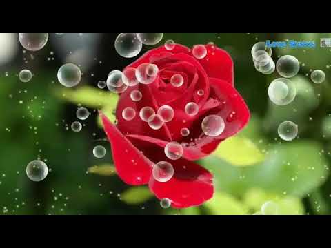 Bubbles Status | Red Rose Status | Beautiful Status | Love Videos And Status |