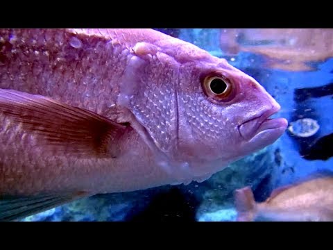 オオヒメ Crimson jobfish, Hawaiian pink snapper Pristipomoides filamentosus ...