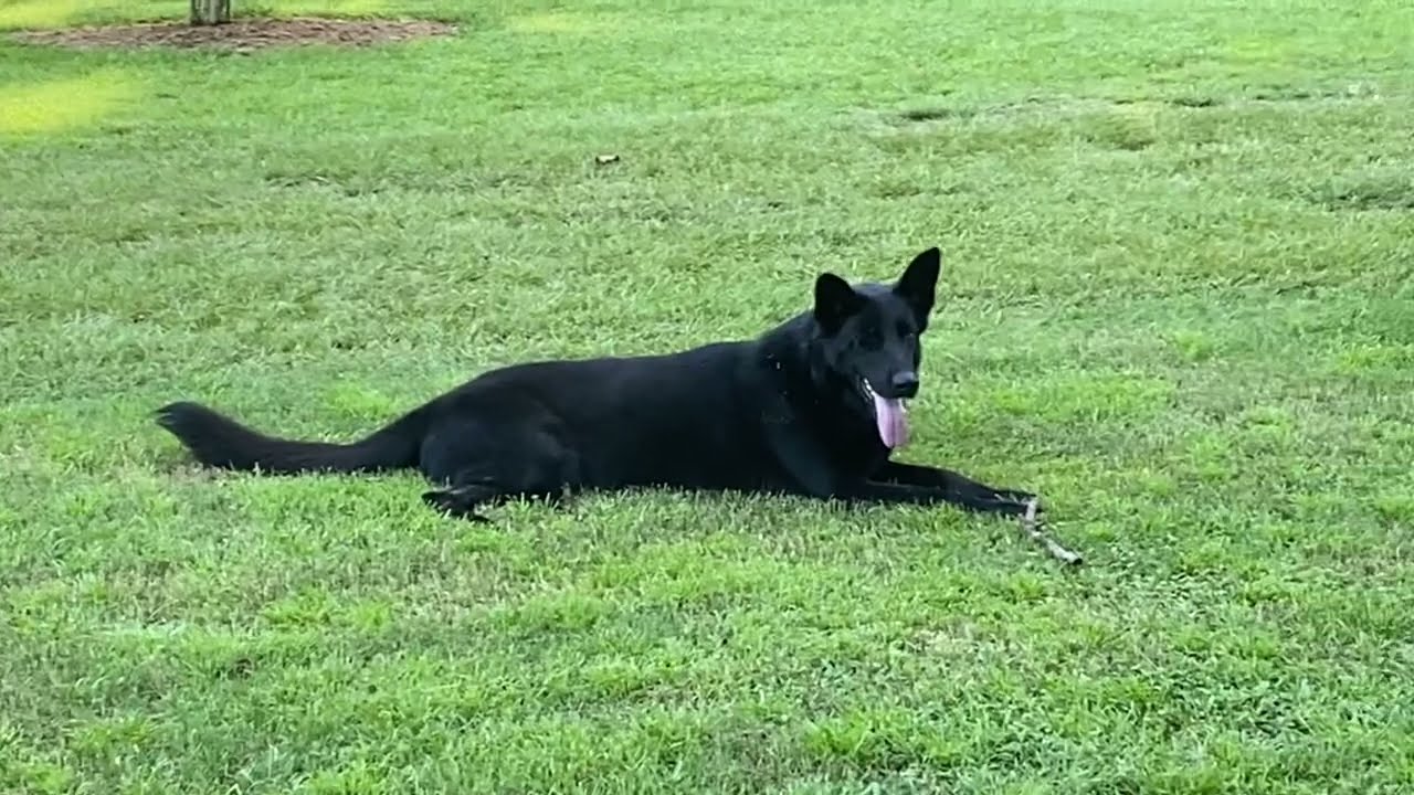 Running the property... BLACK GERMAN SHEPHERD DOGS - YouTube