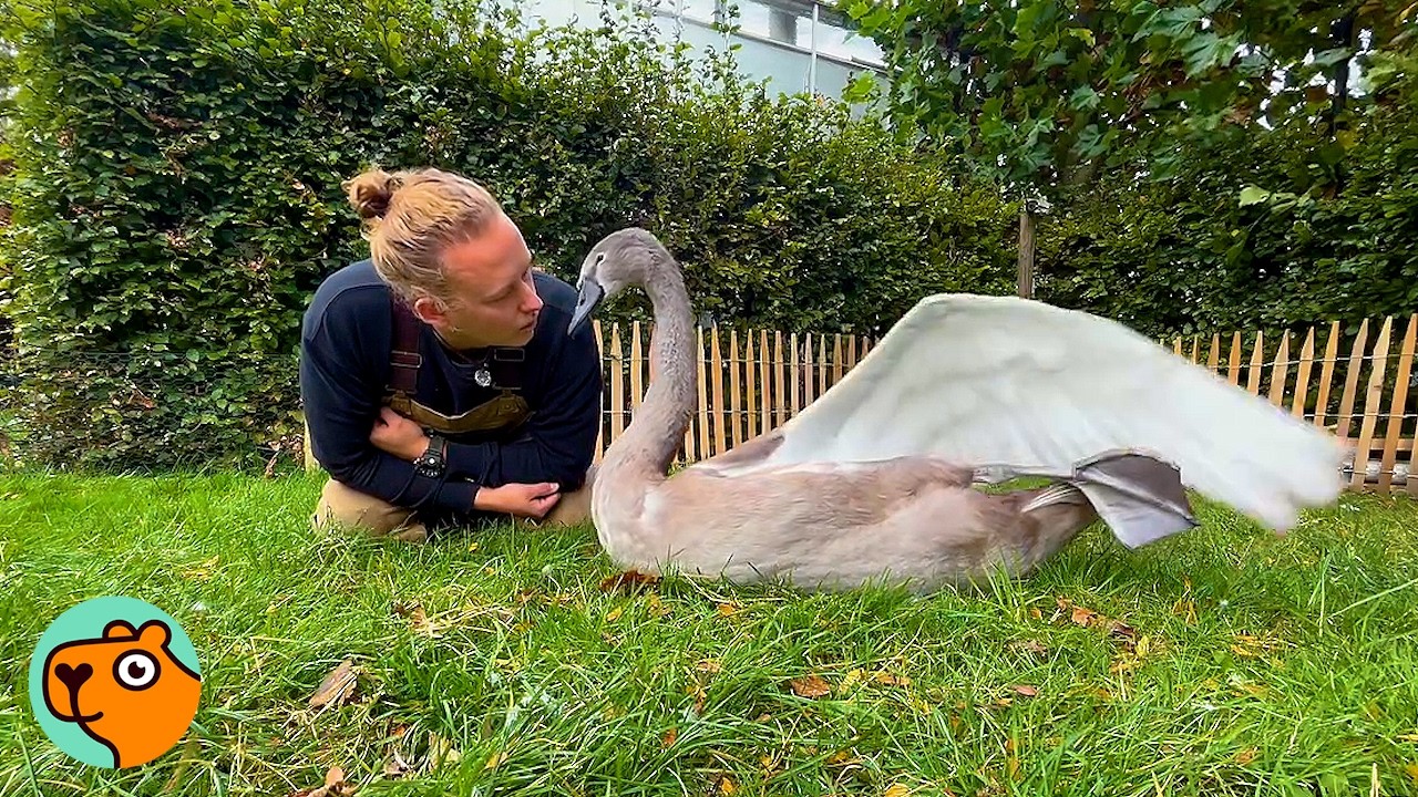Baby Swan Grows Out to Become Man's Best Friend | Cuddle Buddies - YouTube