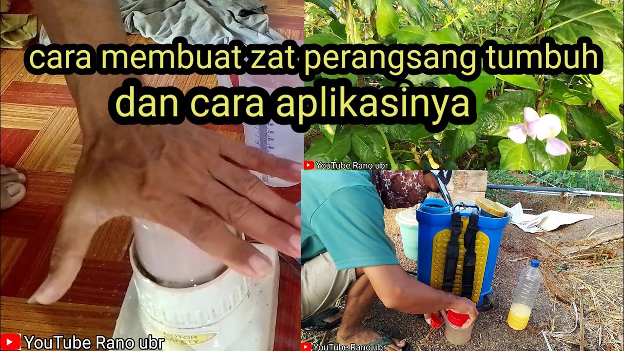 cara membuat zat perangsang tumbuh dan cara aplikasinya - YouTube