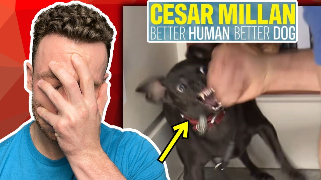 Real Dog Trainer Reacts To BRAINLESS Cesar Millan | dog trainer reacts ...