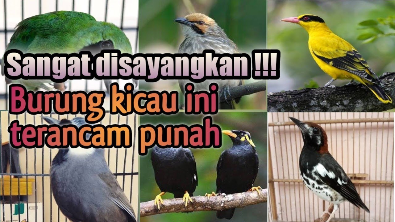 Top 6 burung kicau terancam punah di Indonesia - YouTube