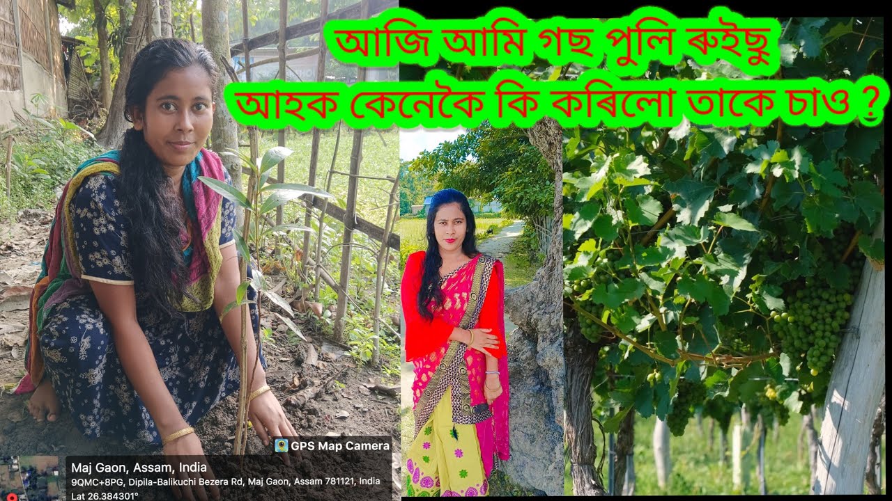 অমূত বূক্ষ আন্দোলন গছ ৰোপন|| amrit brikshya andolan tree plantation ...