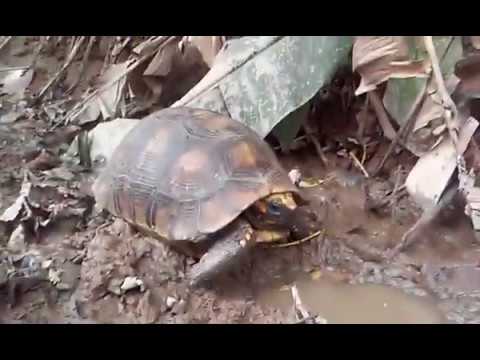 TORTUGA TERRESTRE - PETA - AMAZONIA BOLIVIANA - YouTube